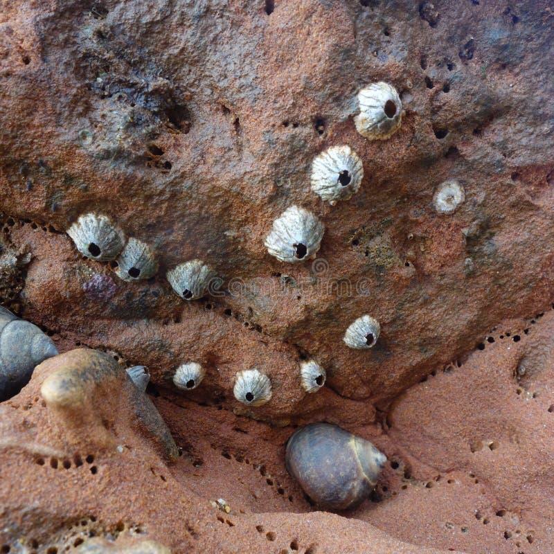 Barnacle Shells on Sandstone Stock Image - Image of england, animal ...