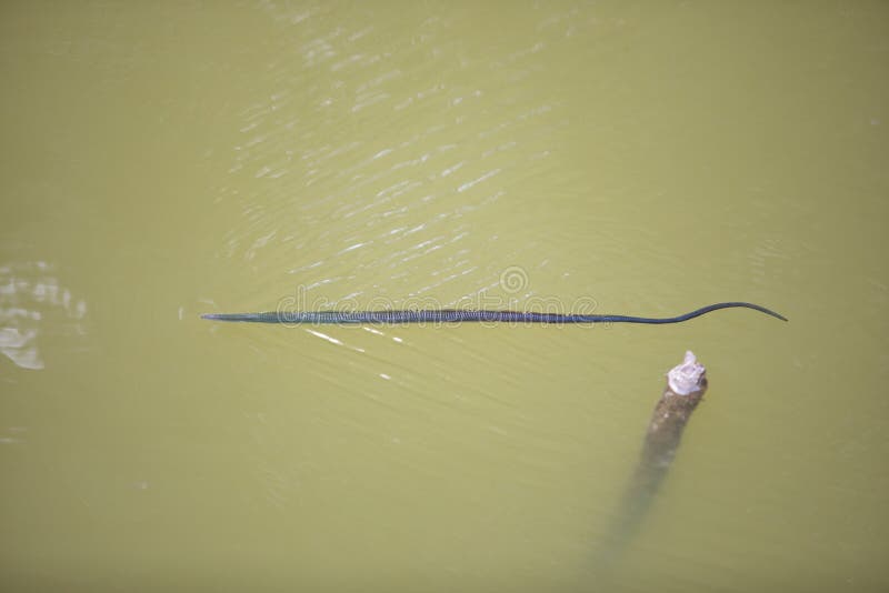 Barnacle Shipwarms Stock Photos - Free & Royalty-Free Stock Photos from ...