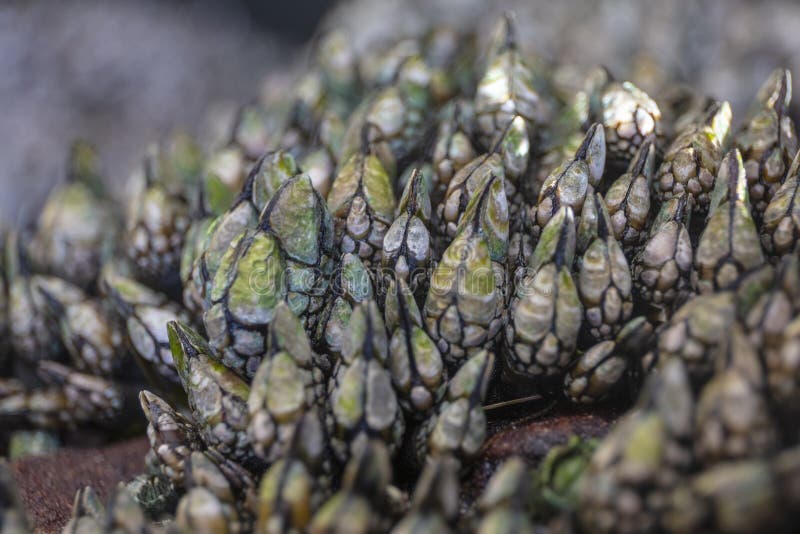 1,289 Barnacle Texture Stock Photos - Free & Royalty-Free Stock Photos ...