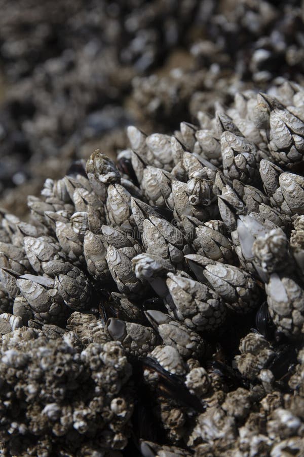 Barnacle in tide pool stock photo. Image of soil, environment - 198057172
