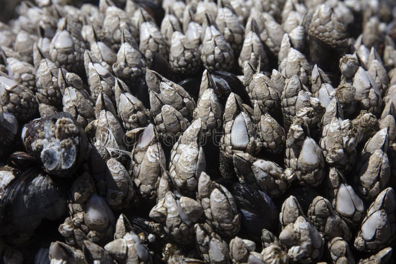 Barnacle in Tide Pool of Oregon Coast Stock Photo - Image of macro ...
