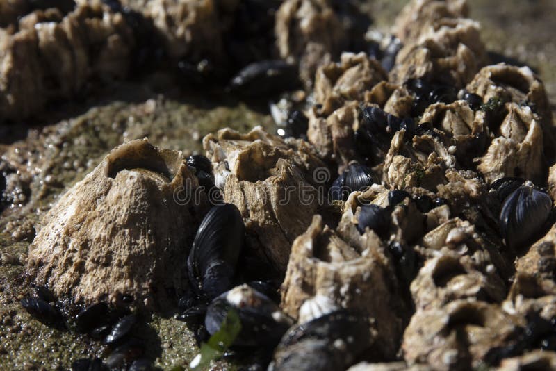 Barnacle in Tide Pool of Oregon Coast Stock Photo - Image of brown ...
