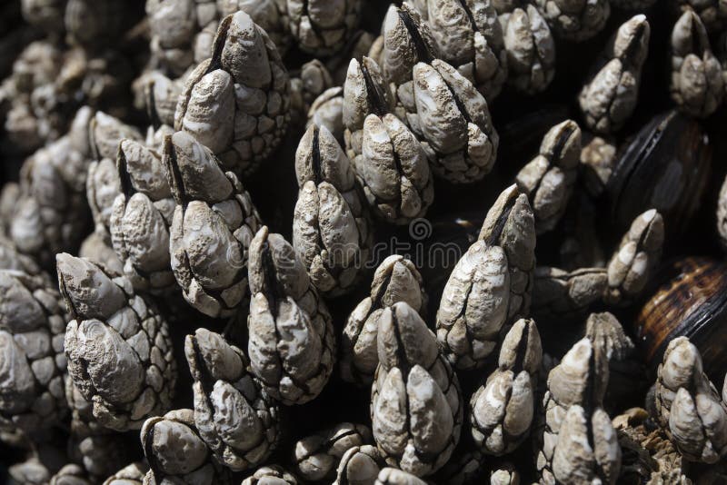 Barnacle in Tide Pool of Oregon Coast Stock Image - Image of coral ...