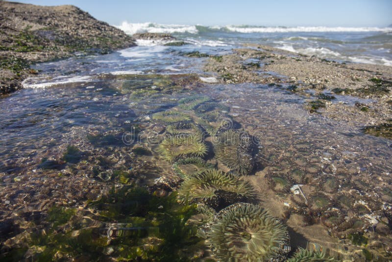 Barnacle in Tide Pool of Oregon Coast Stock Image - Image of marine ...