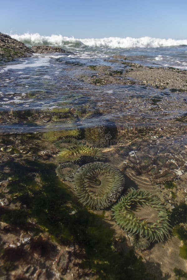 Barnacle in Tide Pool of Oregon Coast Stock Image - Image of ocean ...