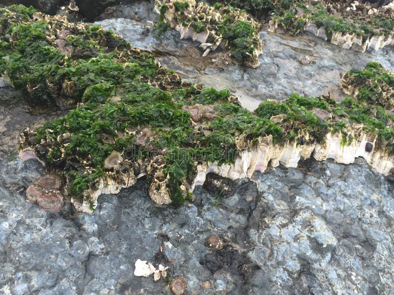 Barnacle trees stock image. Image of pool, trees, coast - 58774029
