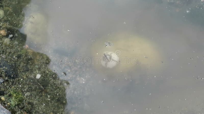 Barnacle Underwater Feeding on Floating Particles Stock Video - Video ...