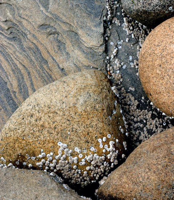 Barnacles stock photo. Image of salt, shoreline, water - 1071080