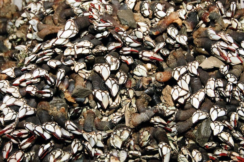 Barnacles stock image. Image of gourmet, meal, ocean - 12758019