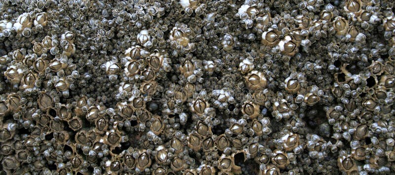 Barnacles stock image. Image of ocean, crustacean, closeup - 1598655