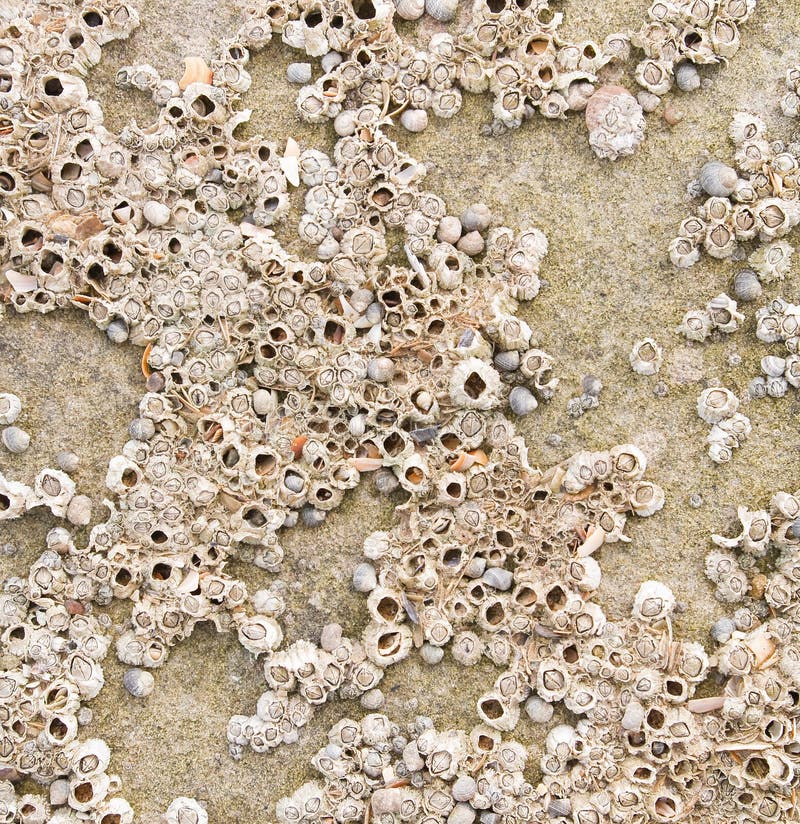 Barnacles on the rockes stock image. Image of barnacles - 16717017