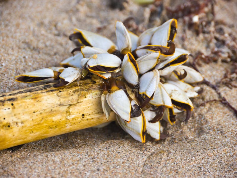 Barnacles stock photo. Image of crustacean, barnacle - 23698248