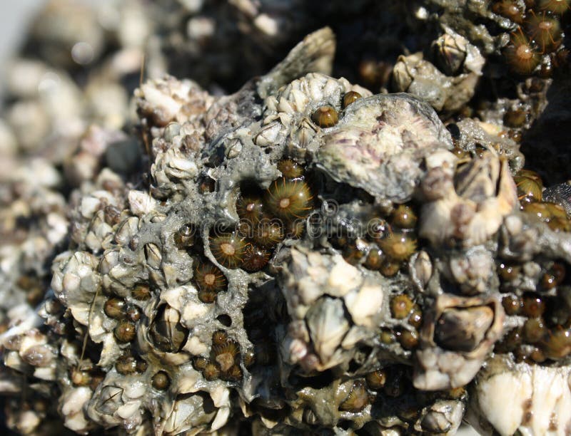 Barnacles stock image. Image of macro, barnacle, barnacles - 28406879