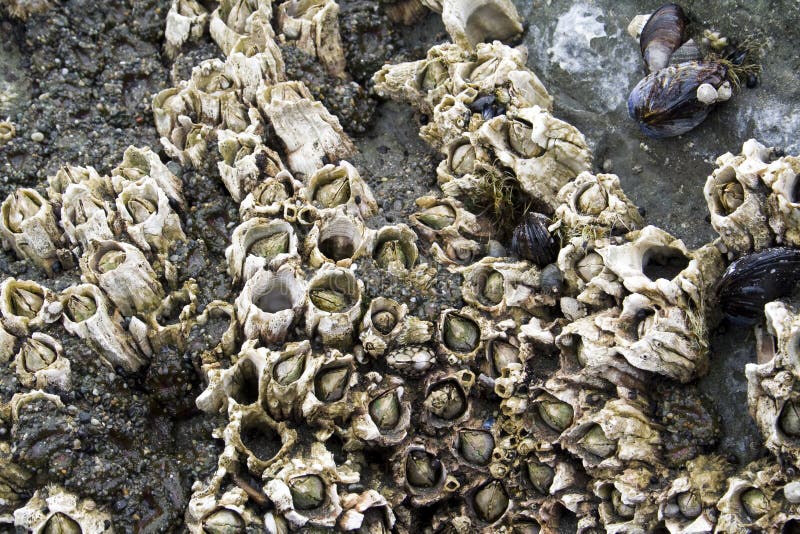 Barnacles stock photo. Image of material, pattern, abstract - 5324732