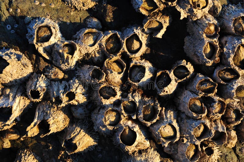 Sea Shells, Barnacles, Driftwood, Sea Star on Beach Stock Photo - Image ...