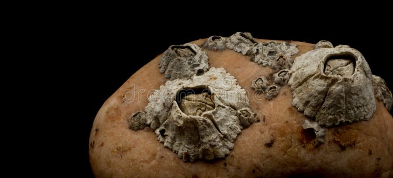 Barnacles Attached on Stone Macro Stock Photo - Image of landscape ...