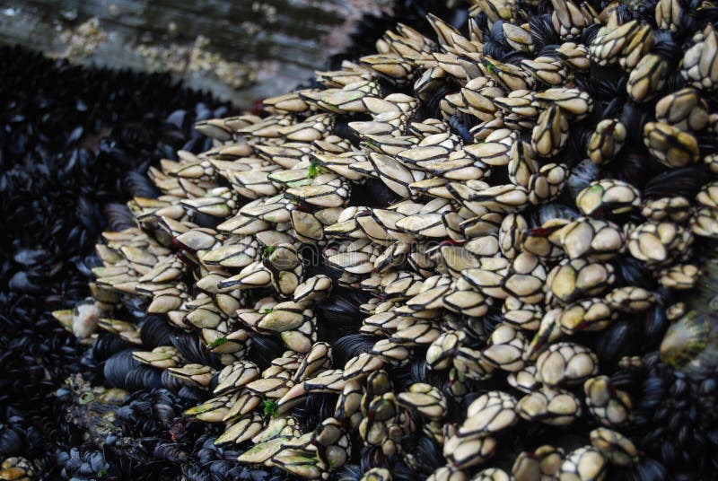 Barnacles stock image. Image of destinations, animal - 62903215