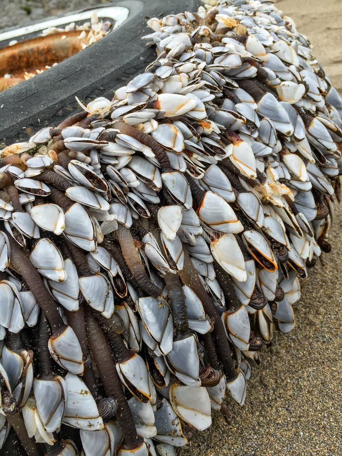 Barnacles on the Beach in Ireland on a Weehl Stock Photo - Image of ...