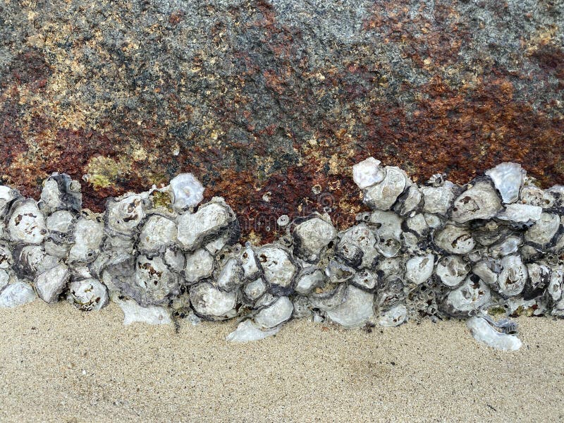 Barnacles on a Rock on a Beach Stock Photo - Image of barnacles, bottom ...