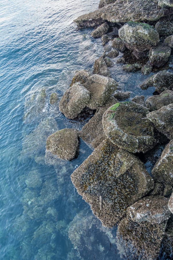 Barnacles on Cement 2 stock photo. Image of water, northwest - 61189718
