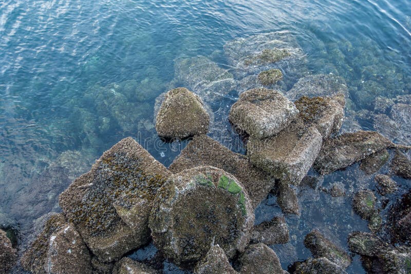 Barnacles on Cement 2 stock photo. Image of water, northwest - 61189718