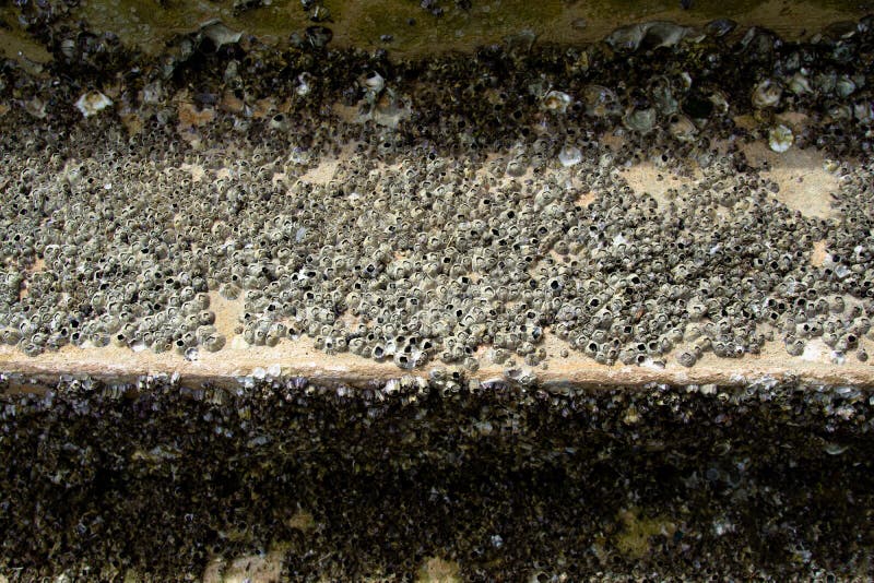 Barnacles on Cement Steps on Beach. Stock Image - Image of pattern ...