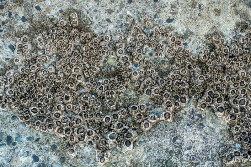 Barnacles on Cement 2 stock photo. Image of water, northwest - 61189718