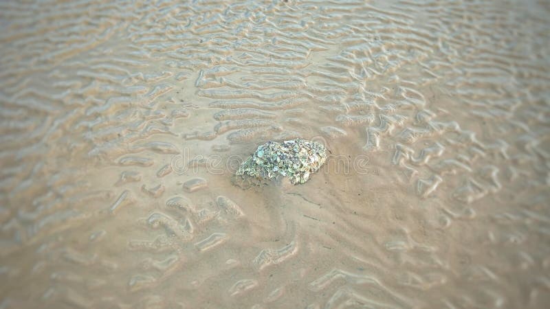 Barnacles & X28;Cirripedia& X29; Attached To Rock Structures, on the ...