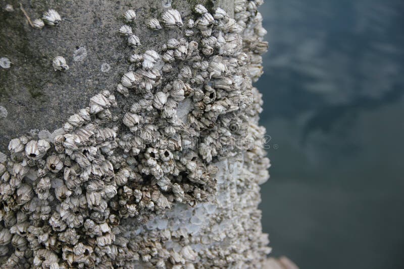 Barnacles on Cement 2 stock photo. Image of water, northwest - 61189718