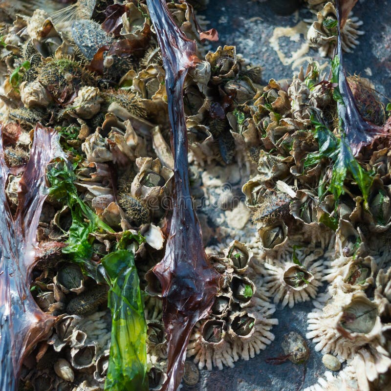Barnacles closed up tight stock image. Image of shells - 73921267