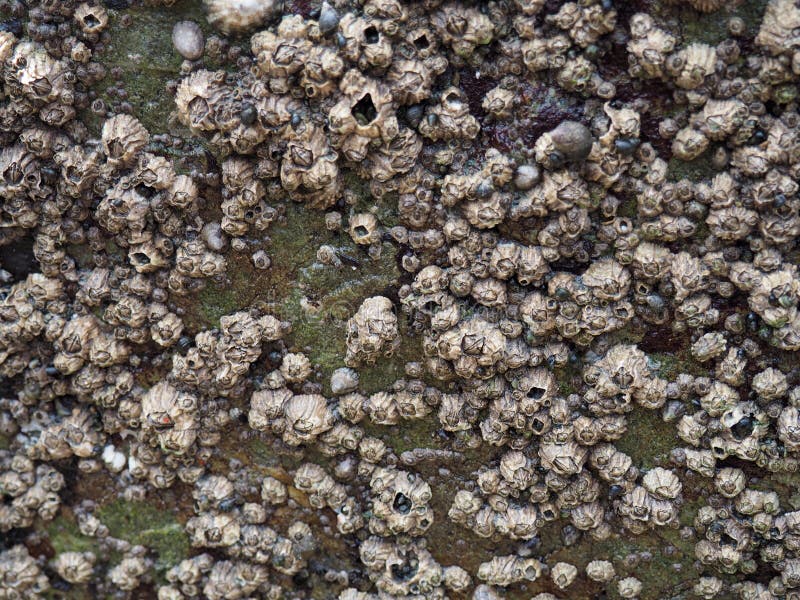 Barnacles on Concrete stock image. Image of sealife - 102576383