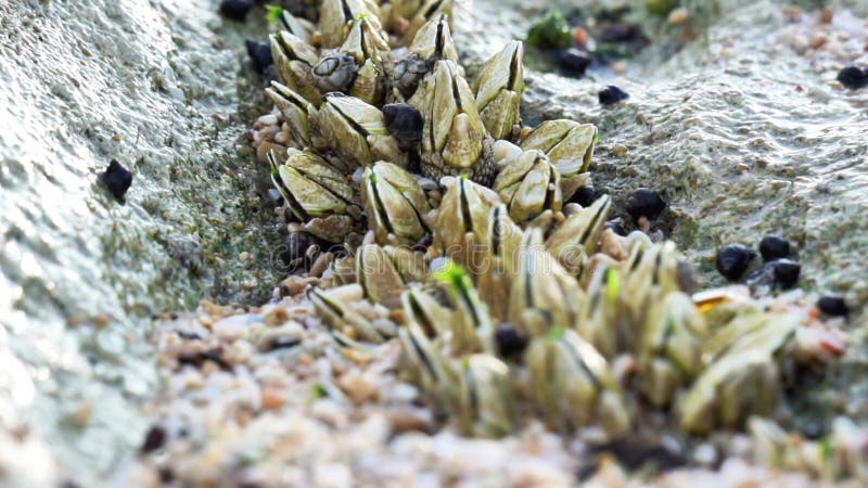 Barnacles on the Coral. Barnacles are Exclusively Marine Invertebrates ...