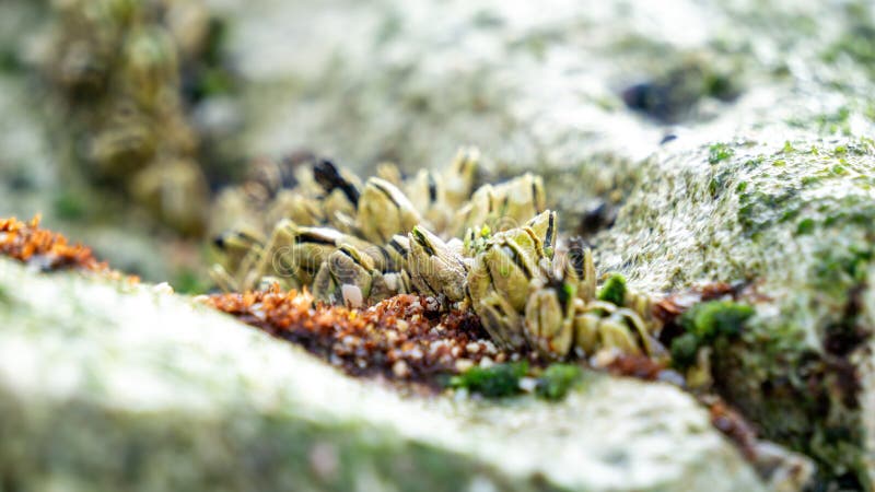 Barnacles on the Coral. Barnacles are Exclusively Marine Invertebrates ...