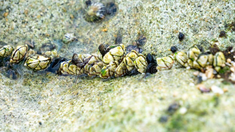 Barnacles on the Coral. Barnacles are Exclusively Marine Invertebrates ...