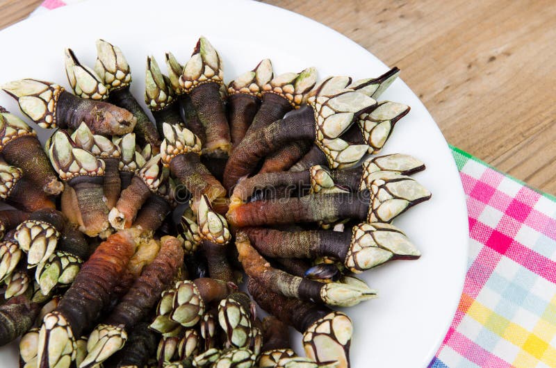 Barnacles stock photo. Image of shellfish, tide, texture - 37493782