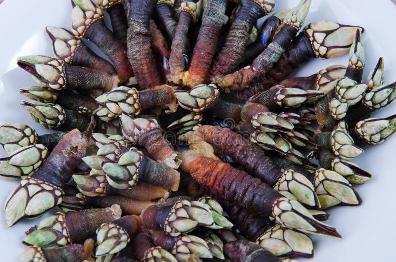 Barnacles stock photo. Image of detail, delicious, galicia - 37494522