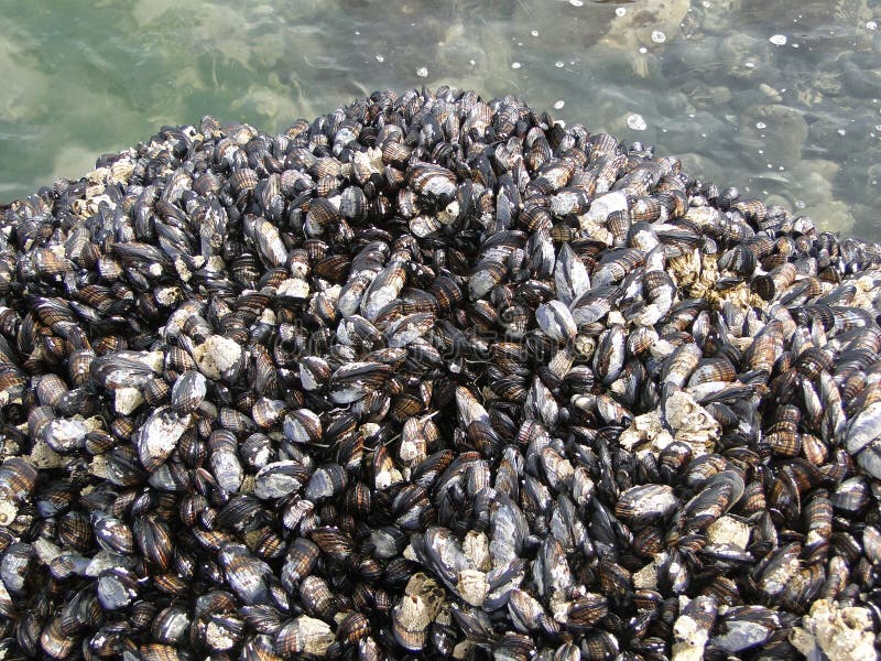 Cracas E Mexilhões Expostos Em Rochas Do Mar Foto de Stock - Imagem de ...