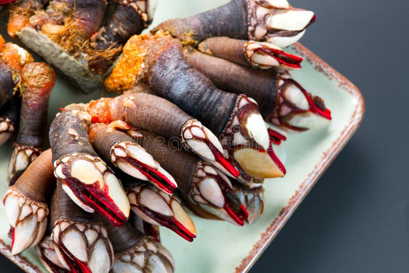 Barnacles Goose Neck Barnacle Percebes Gallician Barnacles In A Plate Stock Image Image Of