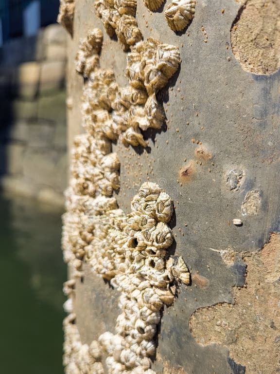 Barnacles Growing on a Pier Post Stock Image - Image of dirty, nature ...