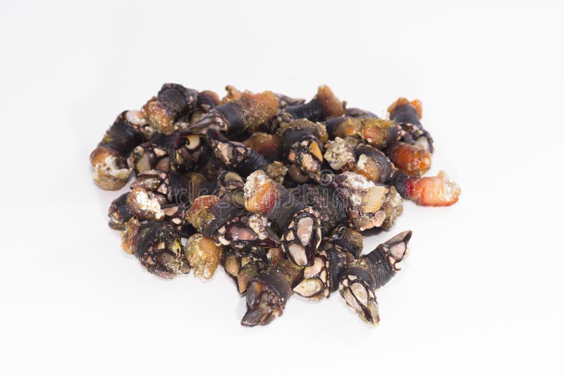 526 Barnacles White Background Stock Photos - Free & Royalty-Free Stock ...