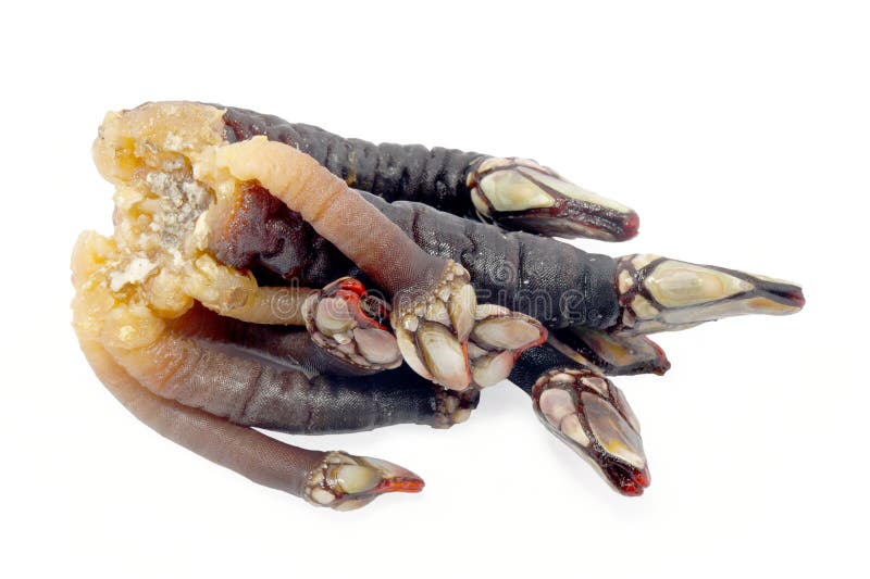 Barnacle Isolated Over White Studio Background Stock Image - Image of ...