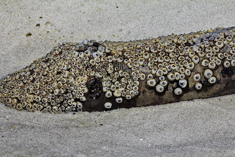 Barnacles on a log stock photo. Image of ocean, barnacles - 55777048