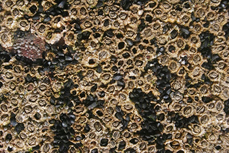 Barnacles and mussels stock image. Image of barnacle - 15824119