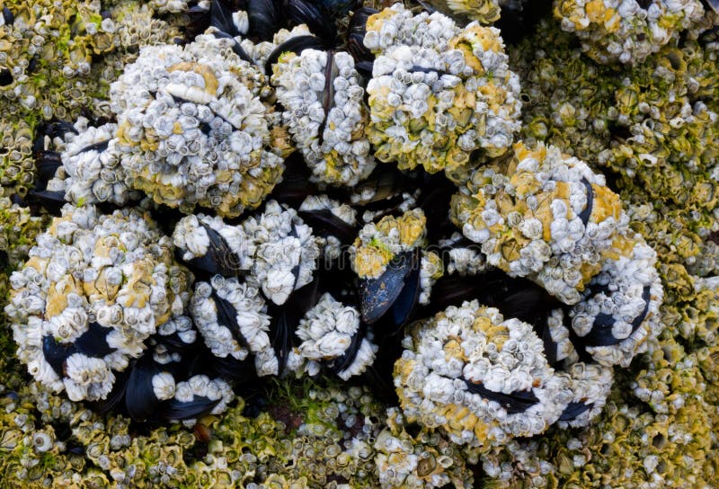 Barnacles and Mussels stock photo. Image of mussels, habitat - 26253440