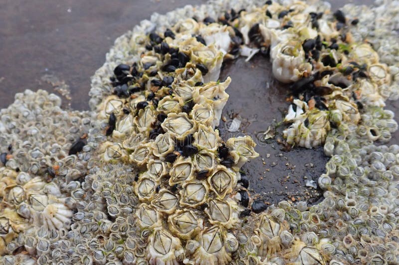 Barnacles and Mussels Found on a Rock in the UK Stock Photo - Image of ...