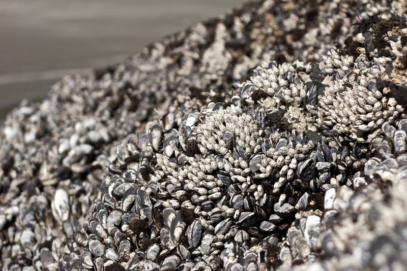 Barnacles and mussels stock photo. Image of creature - 35177450