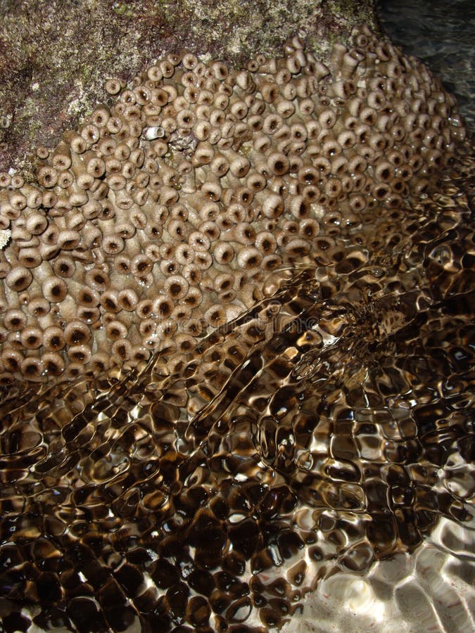 Barnacles stock photo. Image of cirripedia, water, beach - 49574912