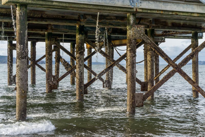 Barnacles on Pilings 3 stock image. Image of shoreline - 173428481