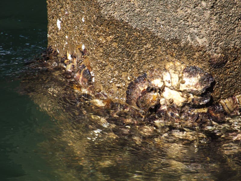 Oyster with barnacles stock photo. Image of coast, walkway - 95906170