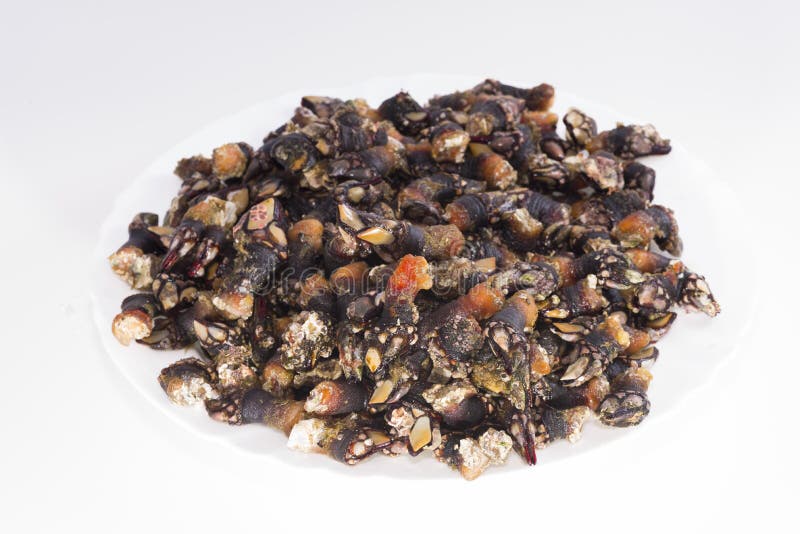 504 Barnacles White Background Photos - Free & Royalty-Free Stock ...